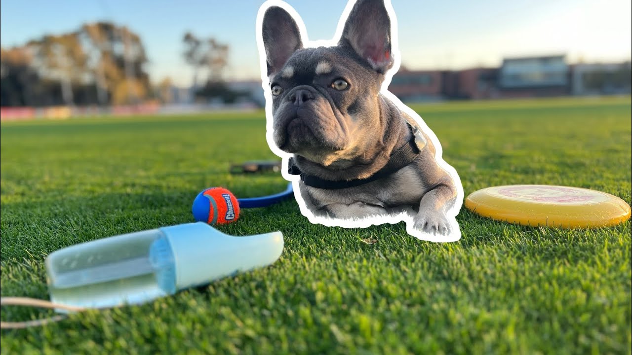 Spring Vibes with my 1 Year Old Frenchie🌼🐶 #frenchiebulldog - YouTube