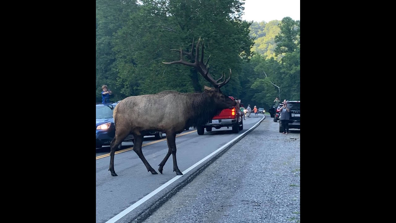 Elk sightings (CHEROKEE, NC) in the Great Smoky Mountains National Park ...