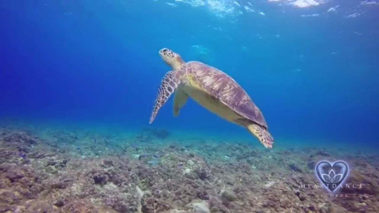 Beautiful Relaxing New Age Flute & Guitar | Sherry Finzer & Chris B ...