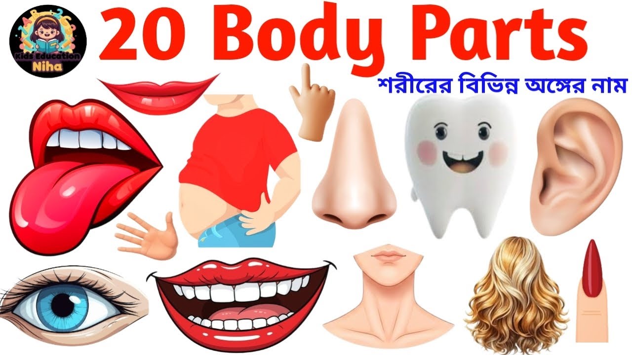20 Body Parts Name | English & Bangla Body Parts with Pictures | Kids ...
