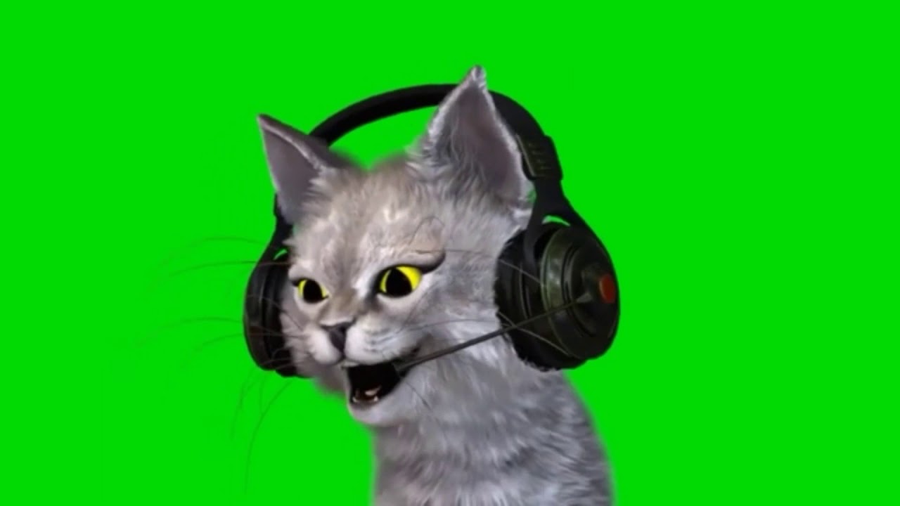 Green screen kucing gaming - YouTube