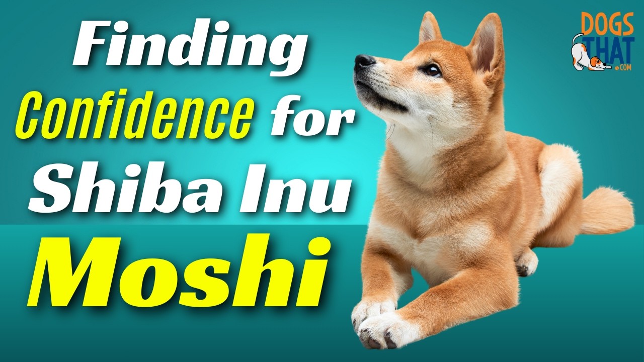 Shiba Inu Moshi’s Path From Overwhelmed To Confidence And Connection - YouTube