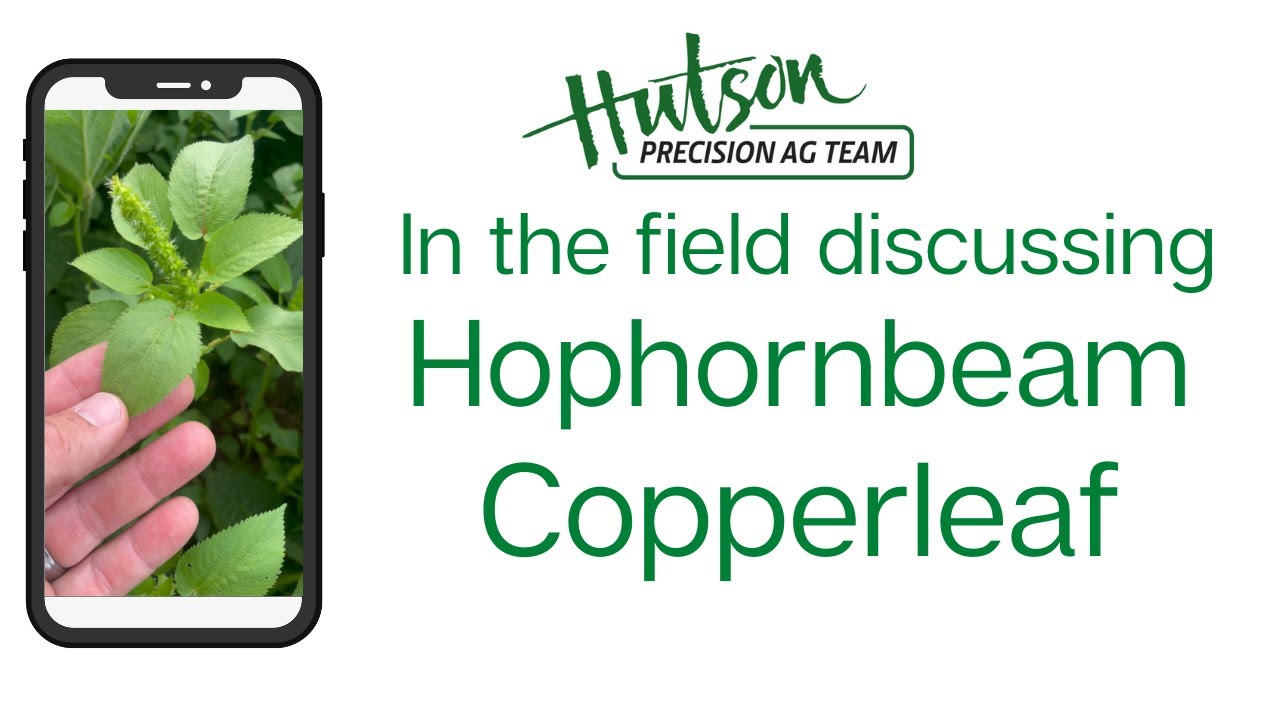 In the Field Discussing Hophornbeam Copperleaf identification - YouTube