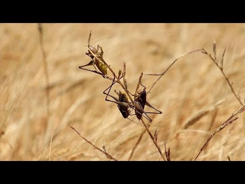 Ethiopia battles worst locust plague in 25 years - The Watchers