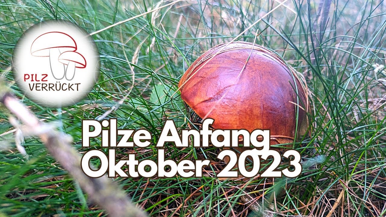 Pilze Nrw 2023