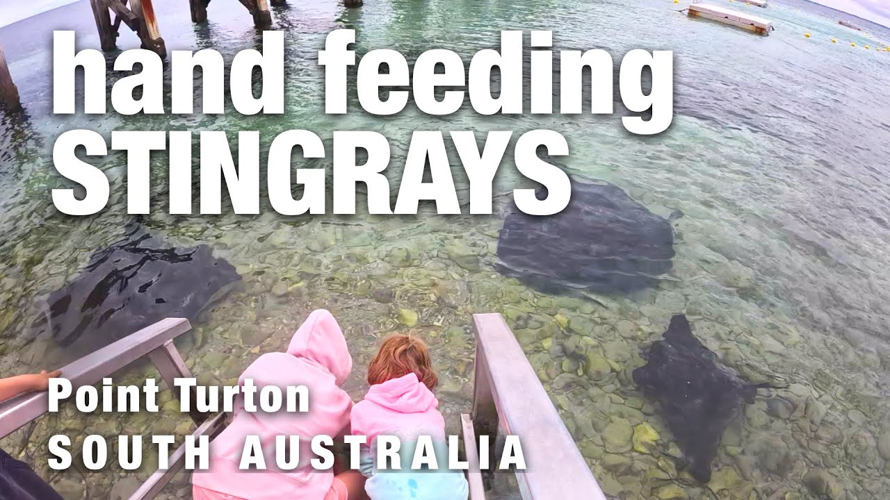 Hand Feeding Stingrays - Point Turton SA. - YouTube