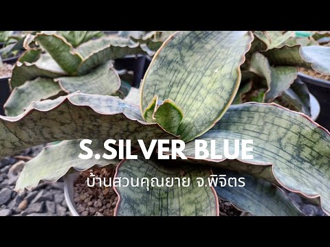 EP.27 ลิ้นมังกร ซิลเวอร์บลู Silver Blue#dracaena #sansevieria #ไม้ฟอก ...