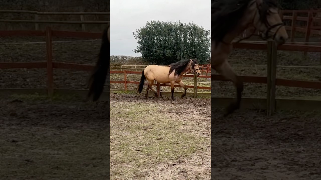 Opri in training for his liberty work and start of his ridden work. He ...