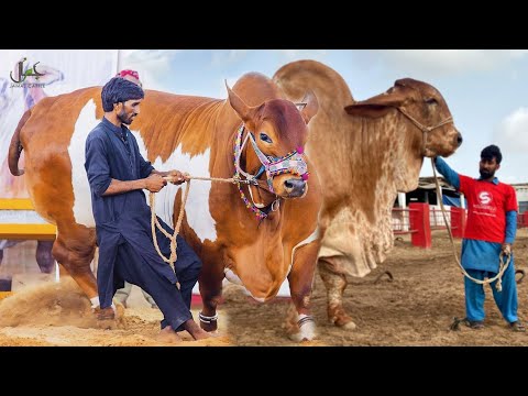 এত বড় ঈদের গরু কোথা থেকে আসে | কিভাবে পালন করা হয় সেরা গরু Biggest Bulls in the World