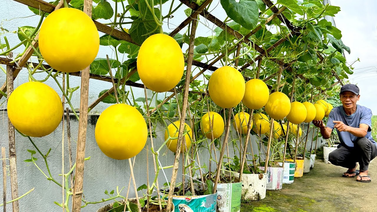 Mistakes To Avoid When Planting Yellow Melons, Ensuring Large, Sweet Fruit - YouTube