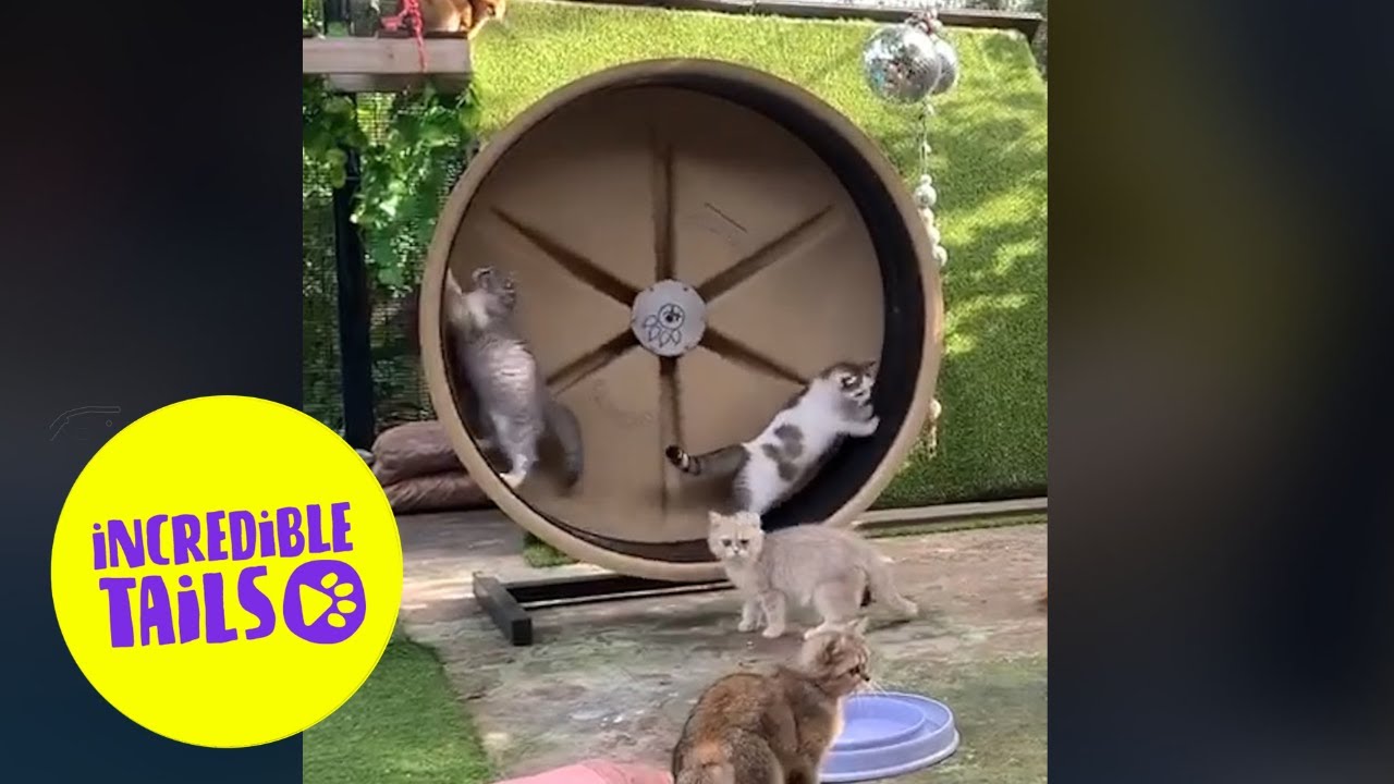 Check out this amazing homemade cat gym ! | SWNS - YouTube
