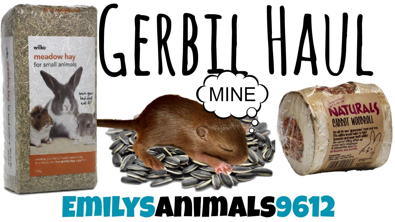 Mini Gerbil Haul *June 2014* - YouTube