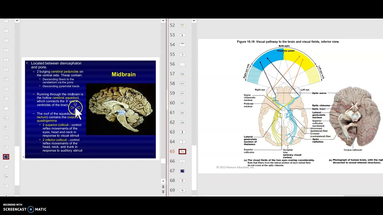 Visual Pathway 1 - YouTube
