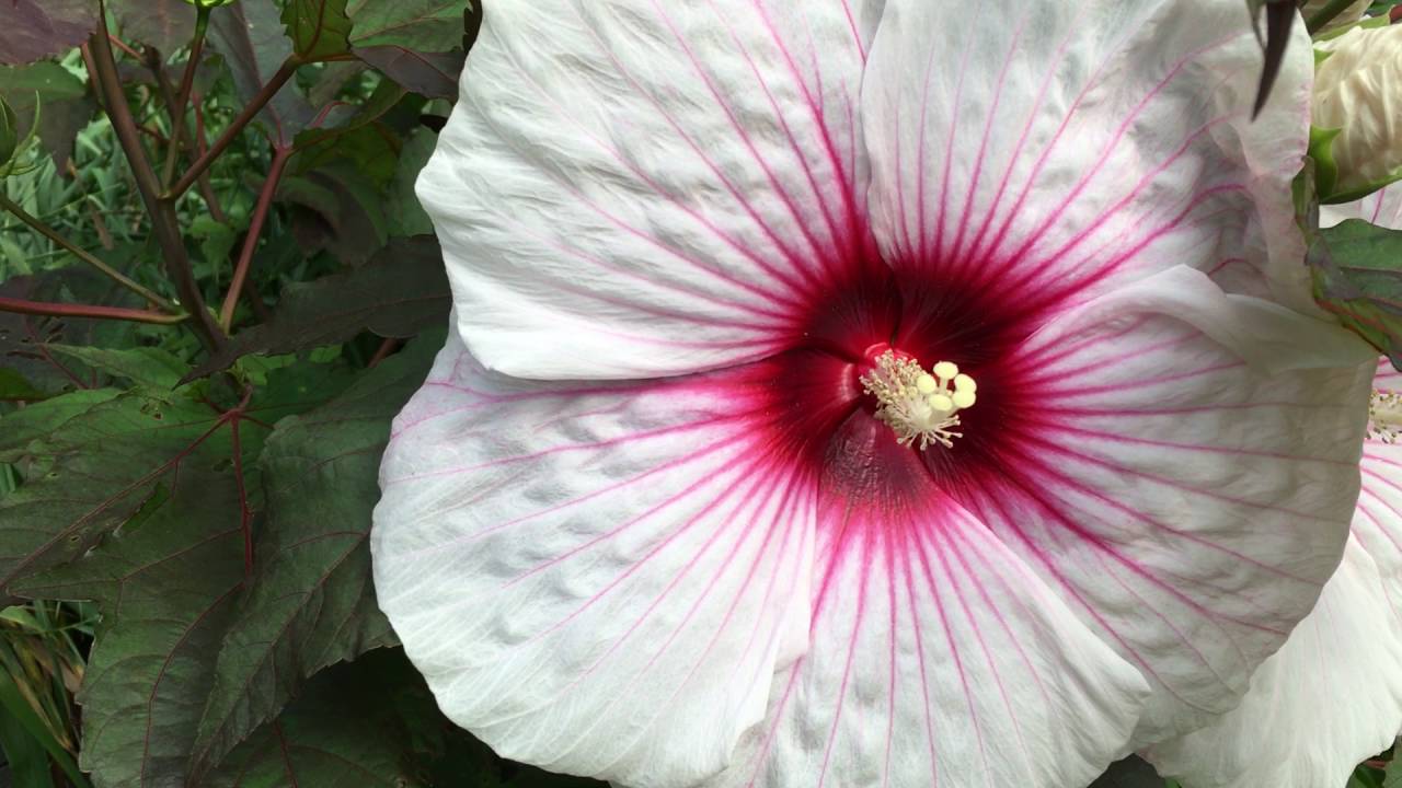 Gorgeous Day with Pink Flowers and Natalee Young Terkel - YouTube