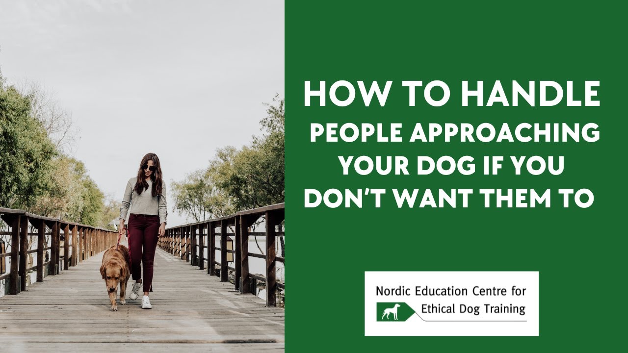 How To Handle People Approaching Your Dog - YouTube
