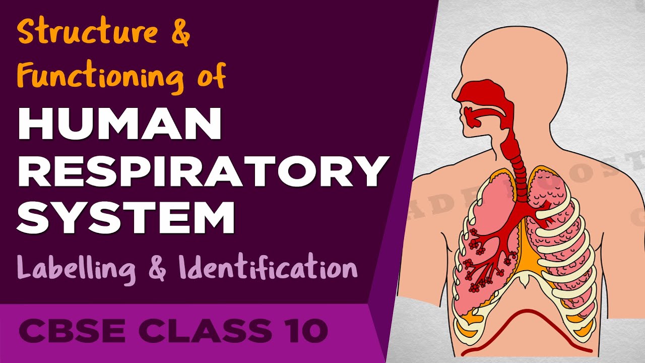 Structure and functioning of Human Respiratory System| Life processes ...