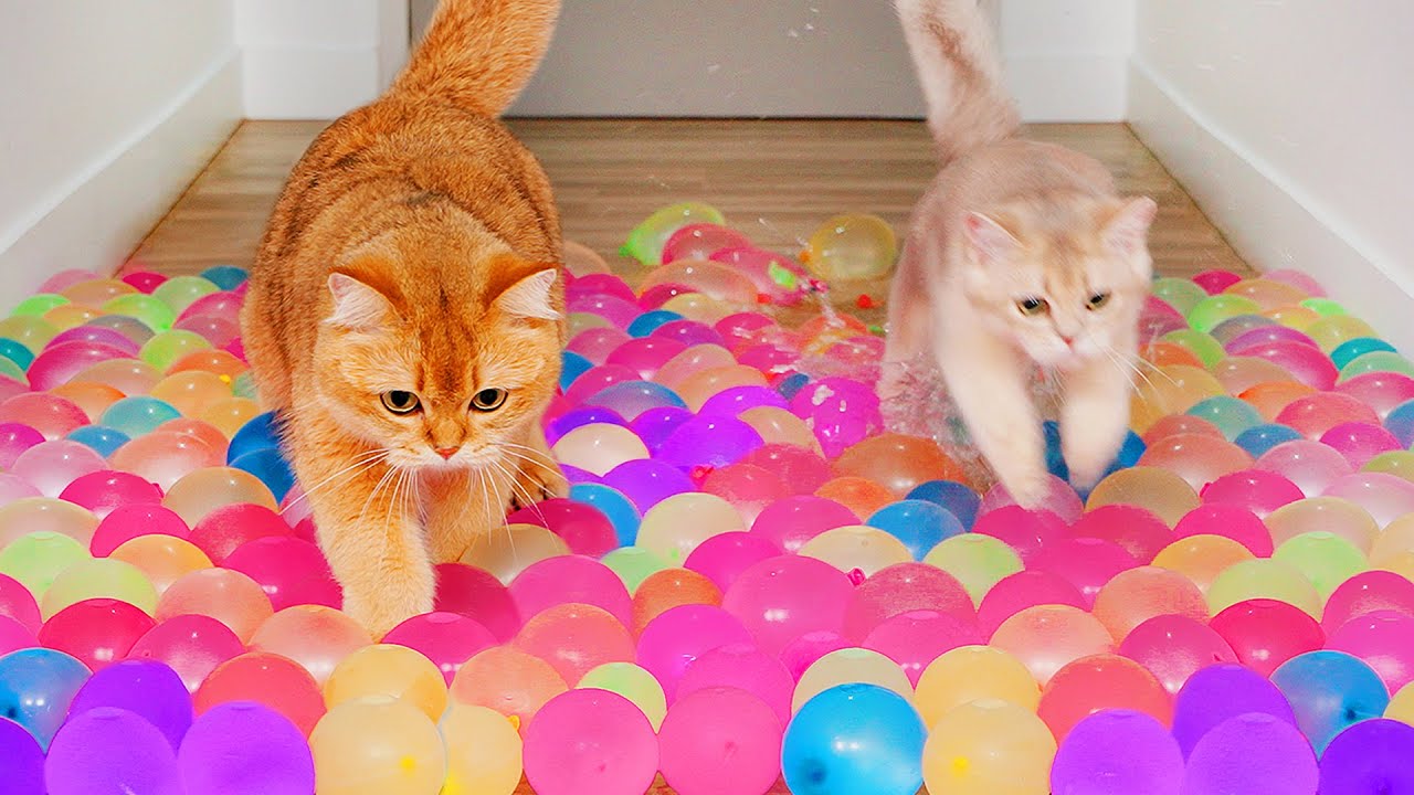 Can Cats Run On Water Balloons? | Compilation - YouTube