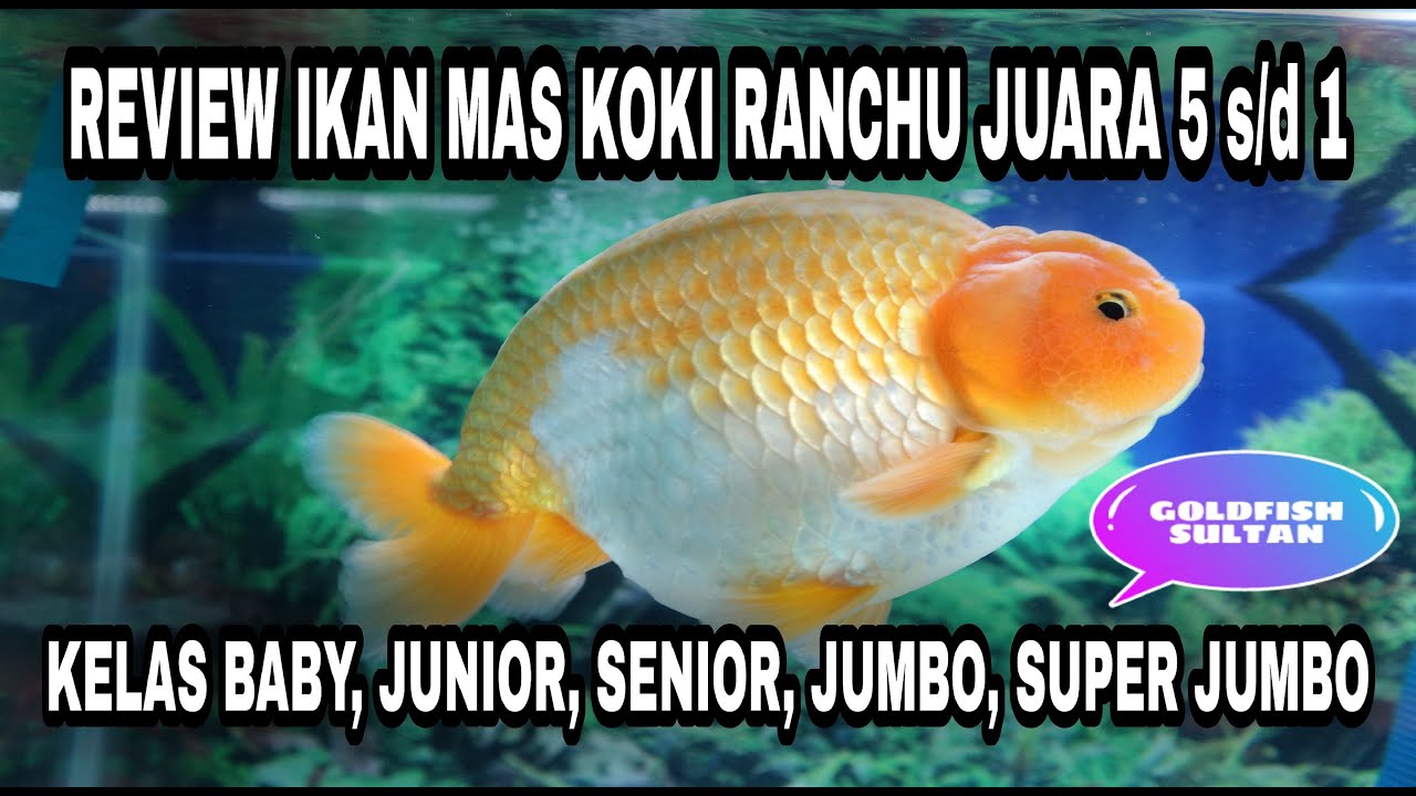 REVIEW IKAN MAS KOKI RANCHU JUARA 5 S/D 1 DI KELAS BABY, JUNIOR, SENIOR ...