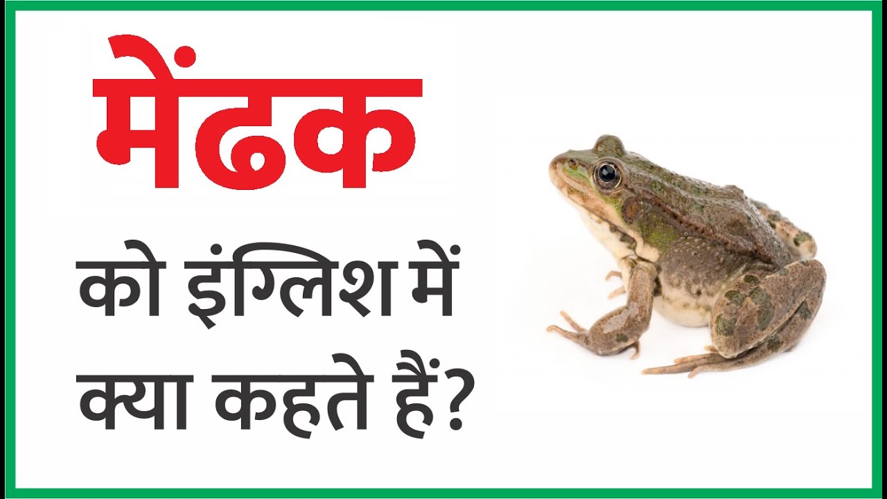 मेंढक को इंग्लिश में क्या कहते हैं / Medhak ki english kya hoti hai ...