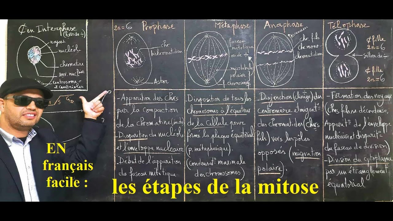 P6:les étapes de la mitose (cellule animale) en français facile SVT ...