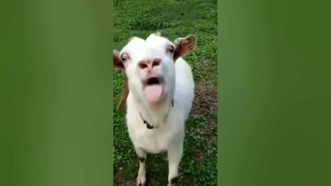 What does he talk? #cat #kitten #cute #catlover #animals #cutecat # ...