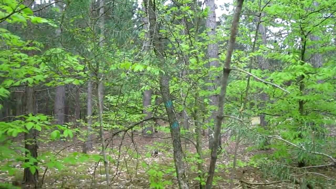 Hiking In The Fort Jackson State Forest In Upstate New York - YouTube