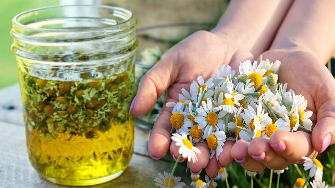 "Bima e shenjtë". Me lëngun e kësaj lule do shpëtoni një herë e mirë ...