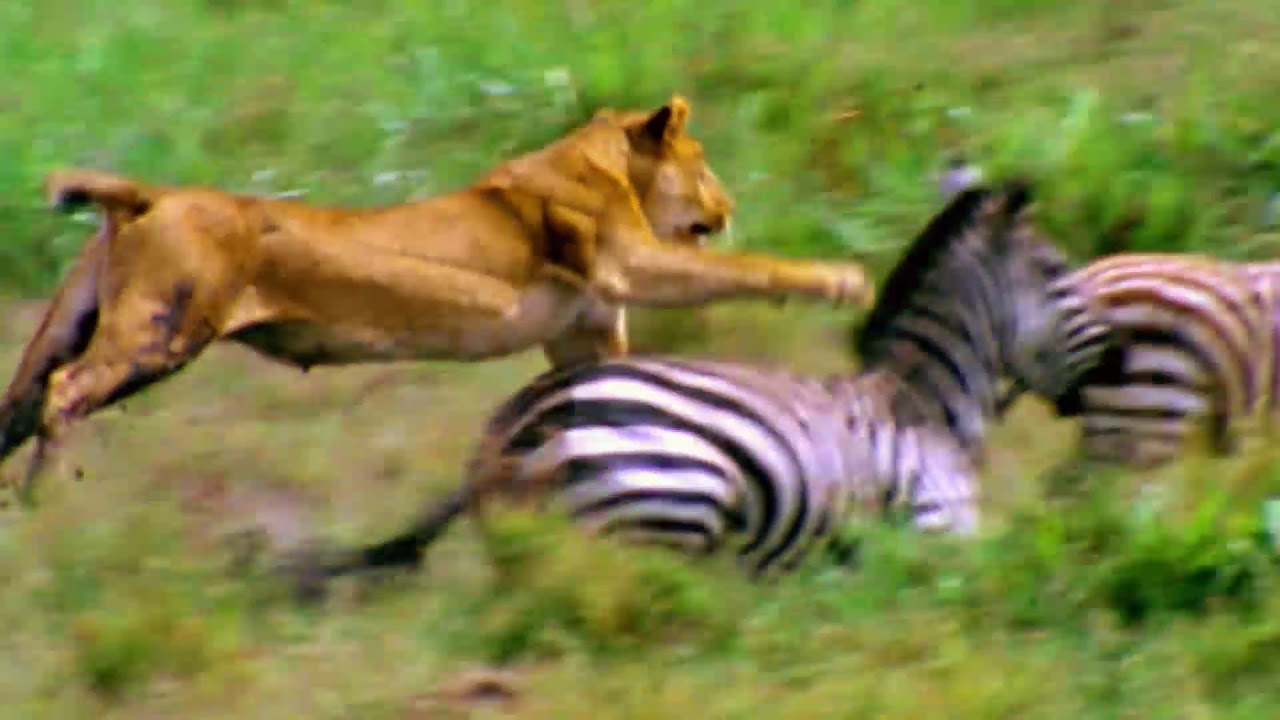 Animal Fight Club Promo - YouTube