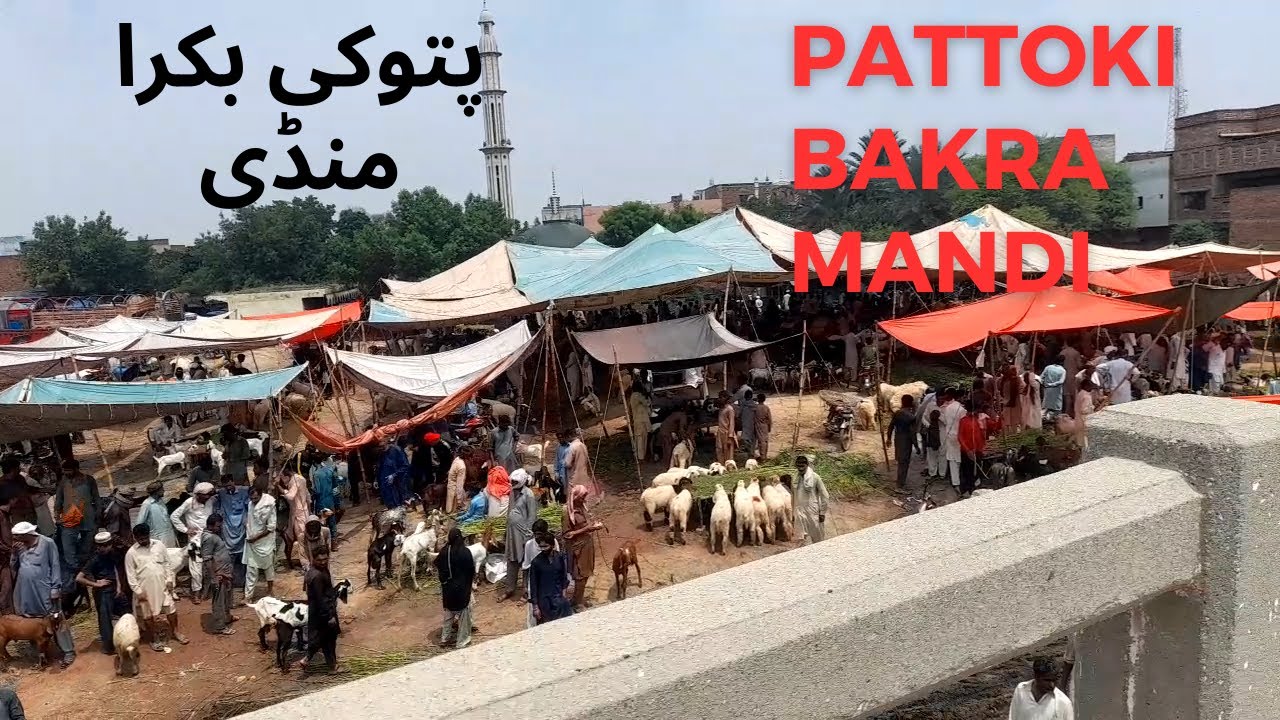 #pattoki #pattokibakramandi #viral #bakramandipattoki #trending SADA ...