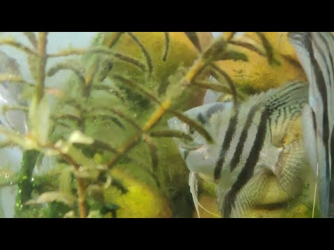 Angel fish tank setup ️ - YouTube