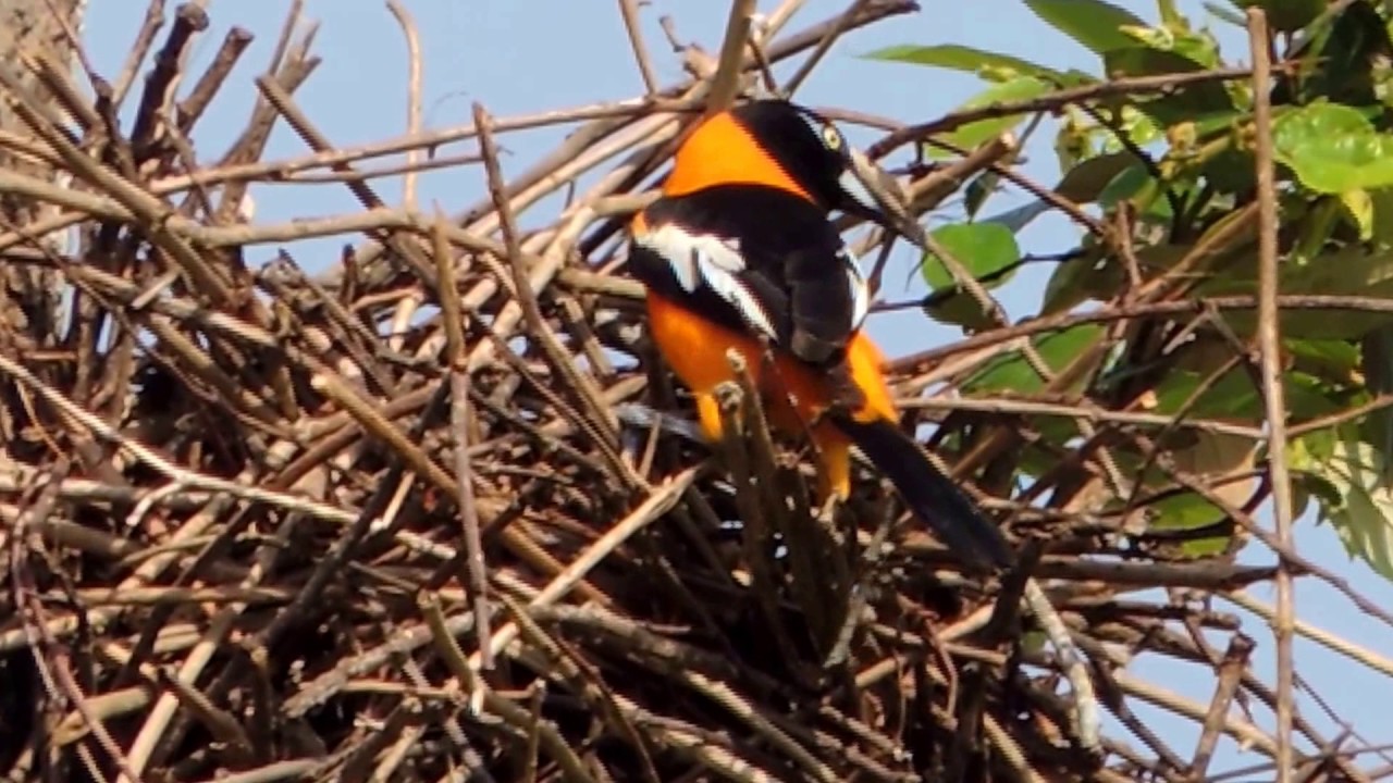 Aves de Venezuela - Ave de Barinas - Turpial - Icterus icterus - YouTube