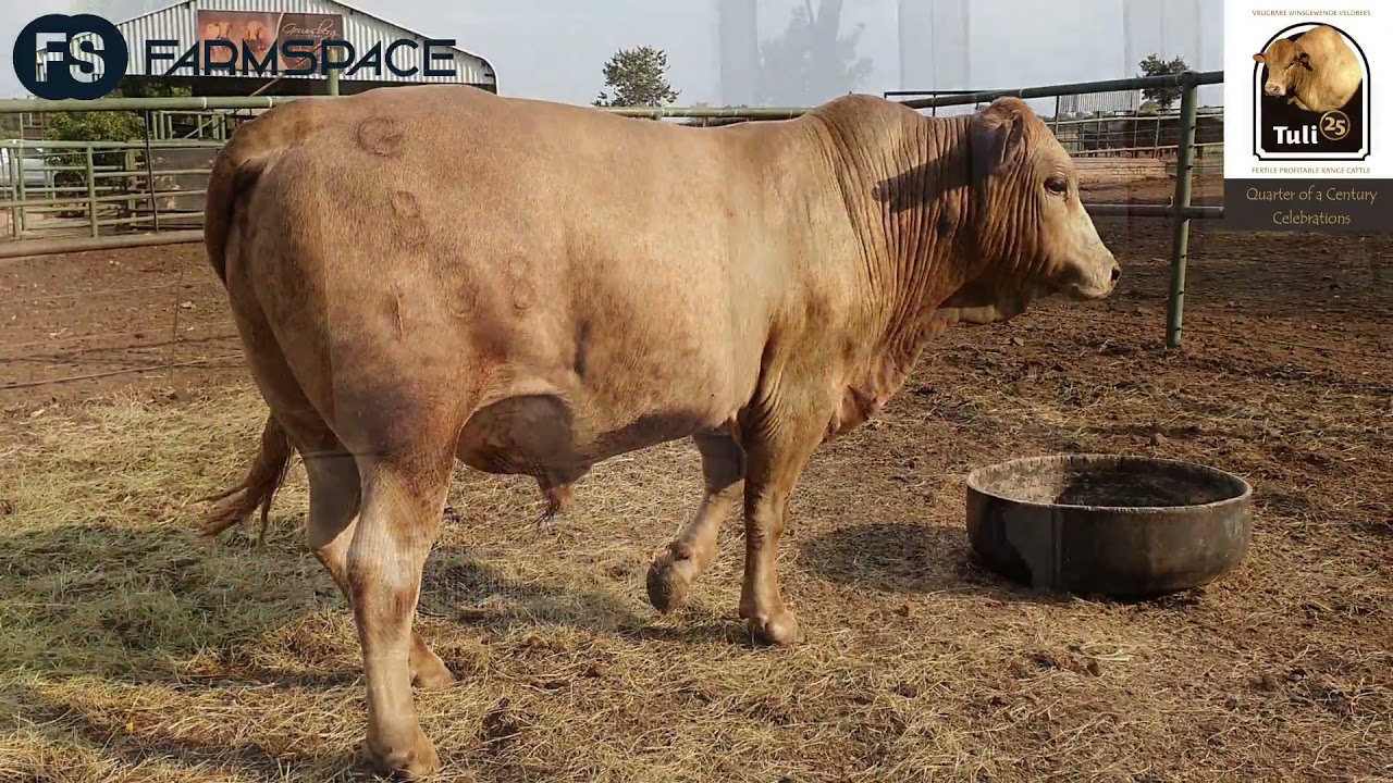 The Tuli Bred Advisor - Charl van Rooyen: What should a Tuli look like ...