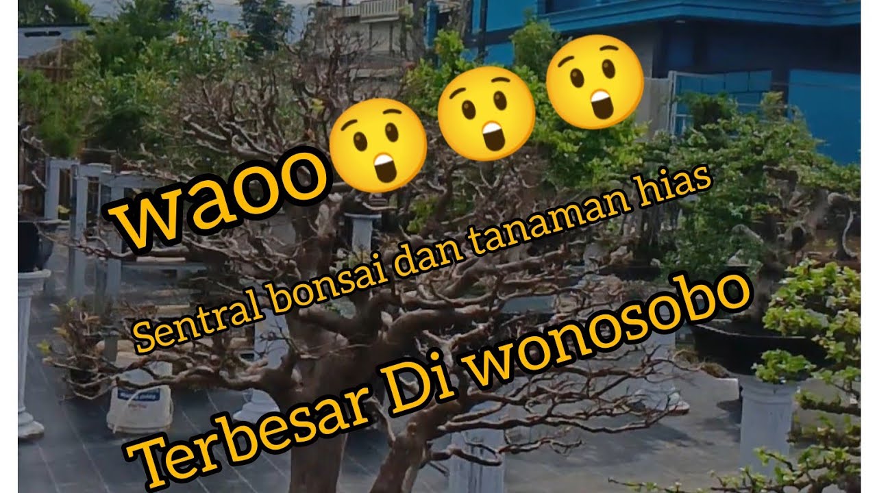 SENTRAL BONSAI DAN TANAMAN HIAS DI KARISMA SANSE GARDEN - YouTube