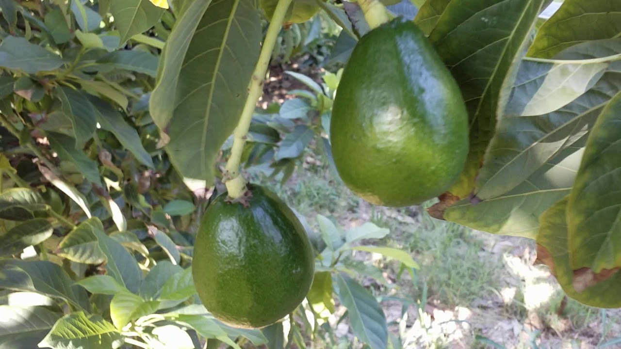 Texas Avocados - YouTube
