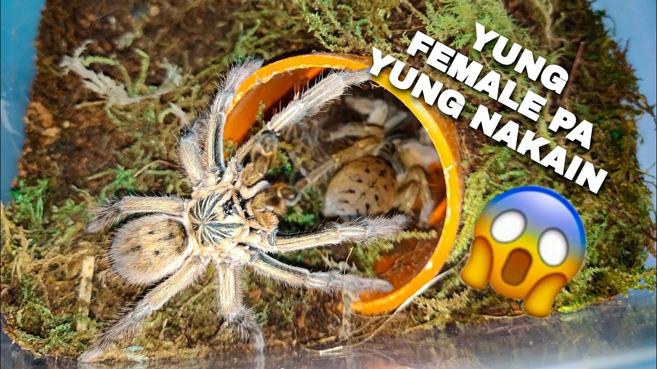 Tarantula Breeding Augacephalus breyeri ( Napakatapang nang male ...