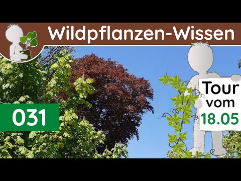 031  - 🌰 Mutationen, Legenden, Kastanien, Ulmen und Co (Botanik-Doku - Mai)