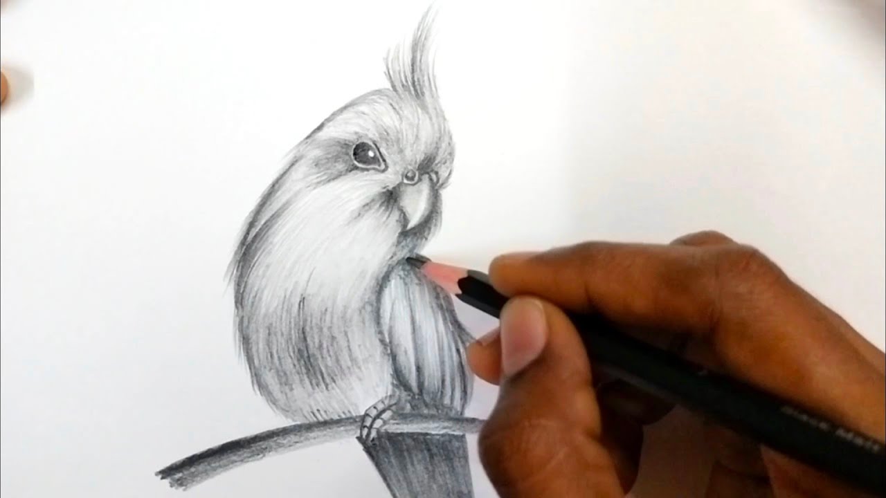 How to draw a Bird Pencil Shading || pencil drawing || pencil drawing ...