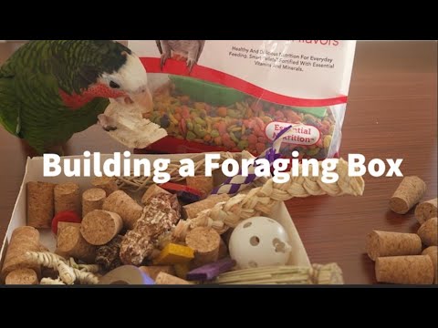 How to Build a DIY Foraging Box for Parrots #shorts - YouTube