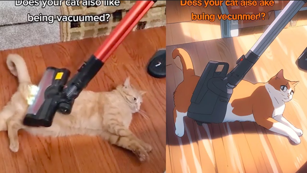 Funny Cat Art Meme: Real Life VS Anime 4 part - YouTube