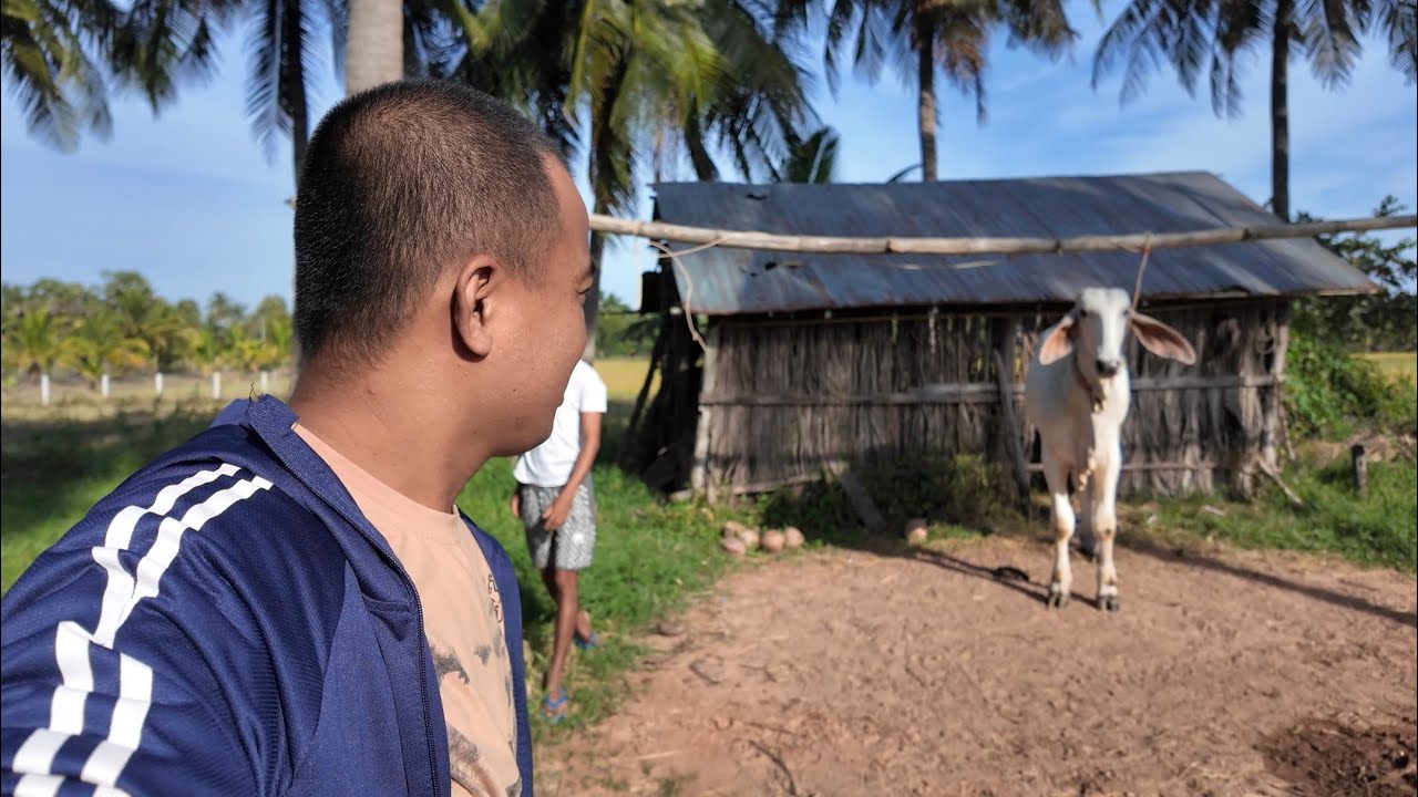 ទឹកដីឈូកខេត្តកំពតផ្ទះបងរស្មី - 4K VIDEO - KHMER BEAUTIFUL VILLAGE - YouTube