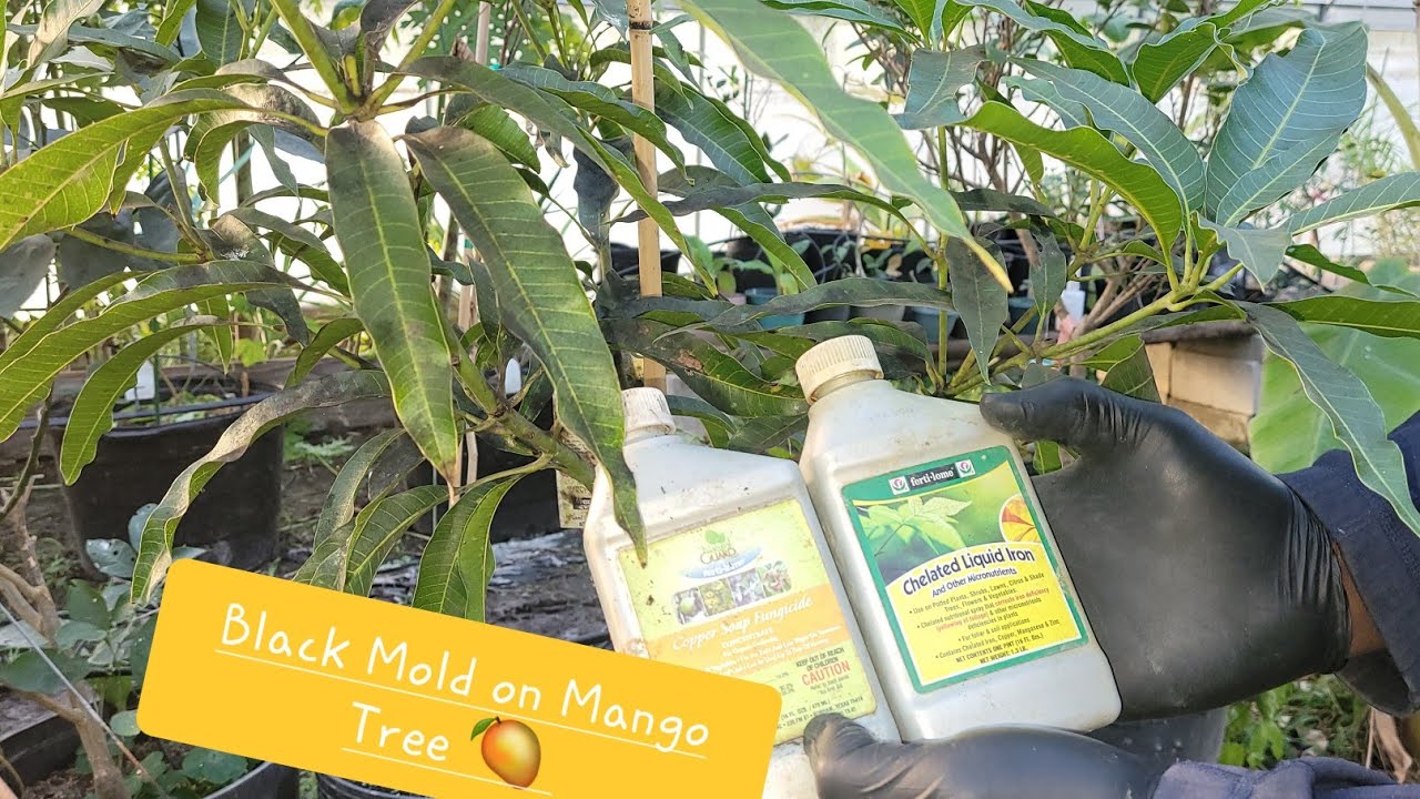 Black Mold/Fungus Treatment on Mango Trees|Organic horticulture - YouTube