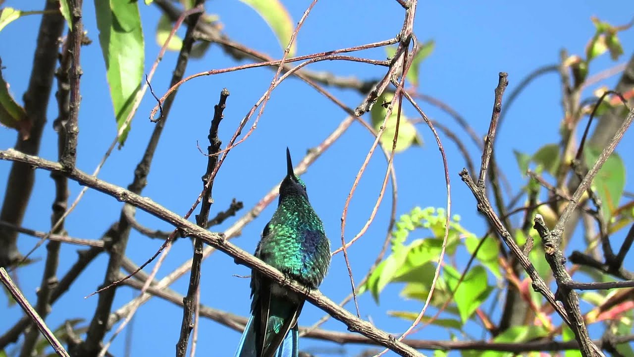 Colibrí en Bogotá - YouTube