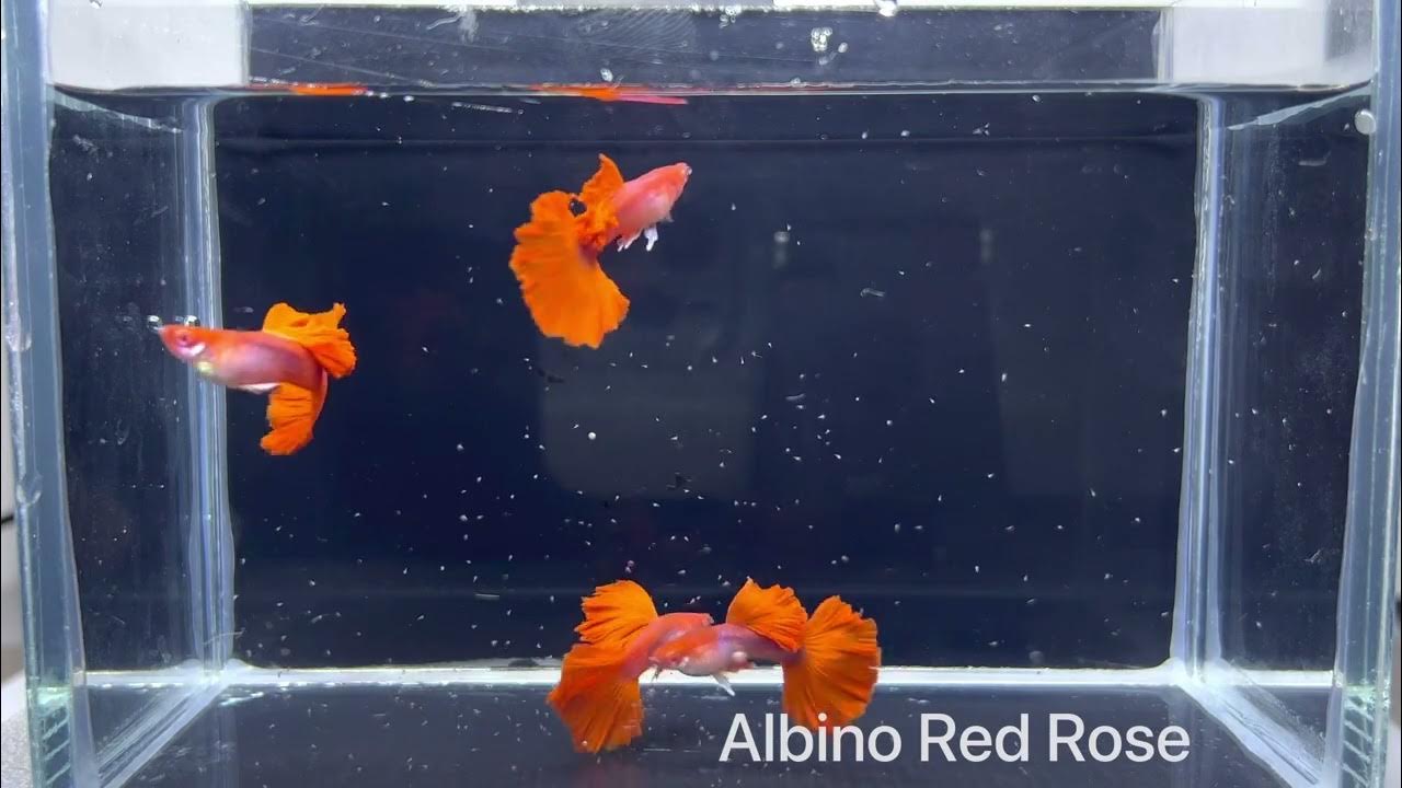 Albino Red Rose Guppy - YouTube