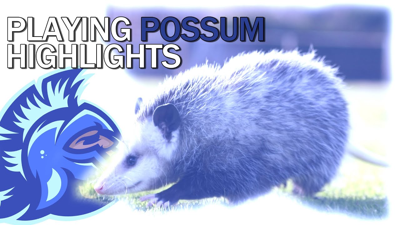 PlayingPossum Highlights - YouTube