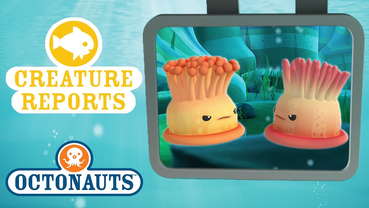 Octonauts creature report - retiroll
