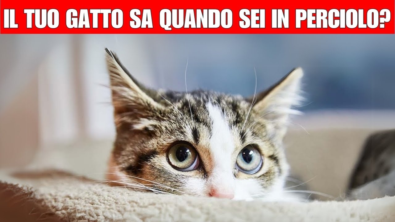 14 cose che il tuo gatto fa per proteggere te e la vostra casa - YouTube