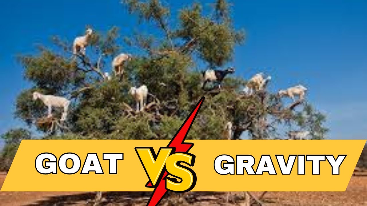 GOAT vs GRAVITY | The Ultimate Showdown! - YouTube
