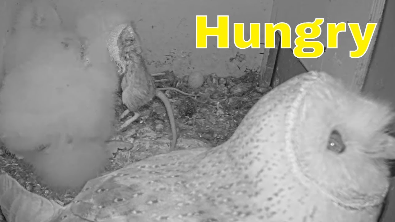 🐭😲 WOW! Barn Owl Nestling Swallows Jird Whole! - YouTube