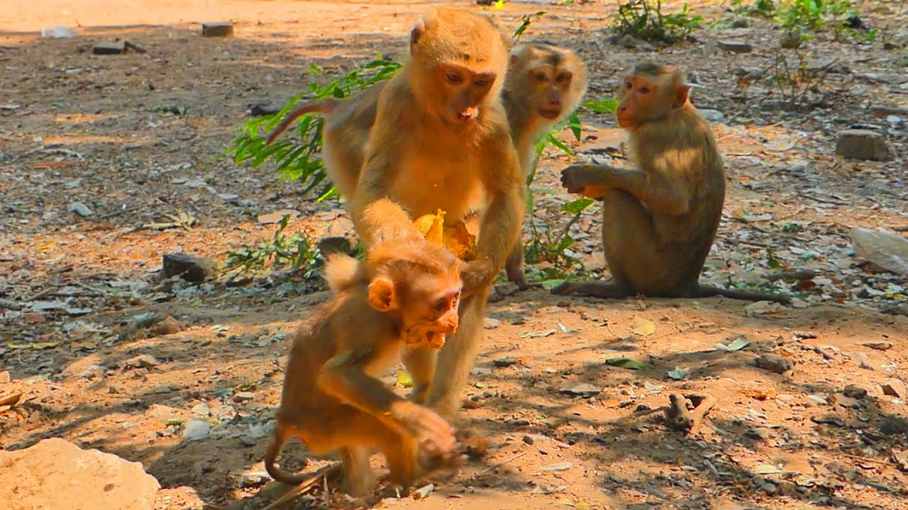 News Update New Small Abandoned monkey we named her Zuri - YouTube