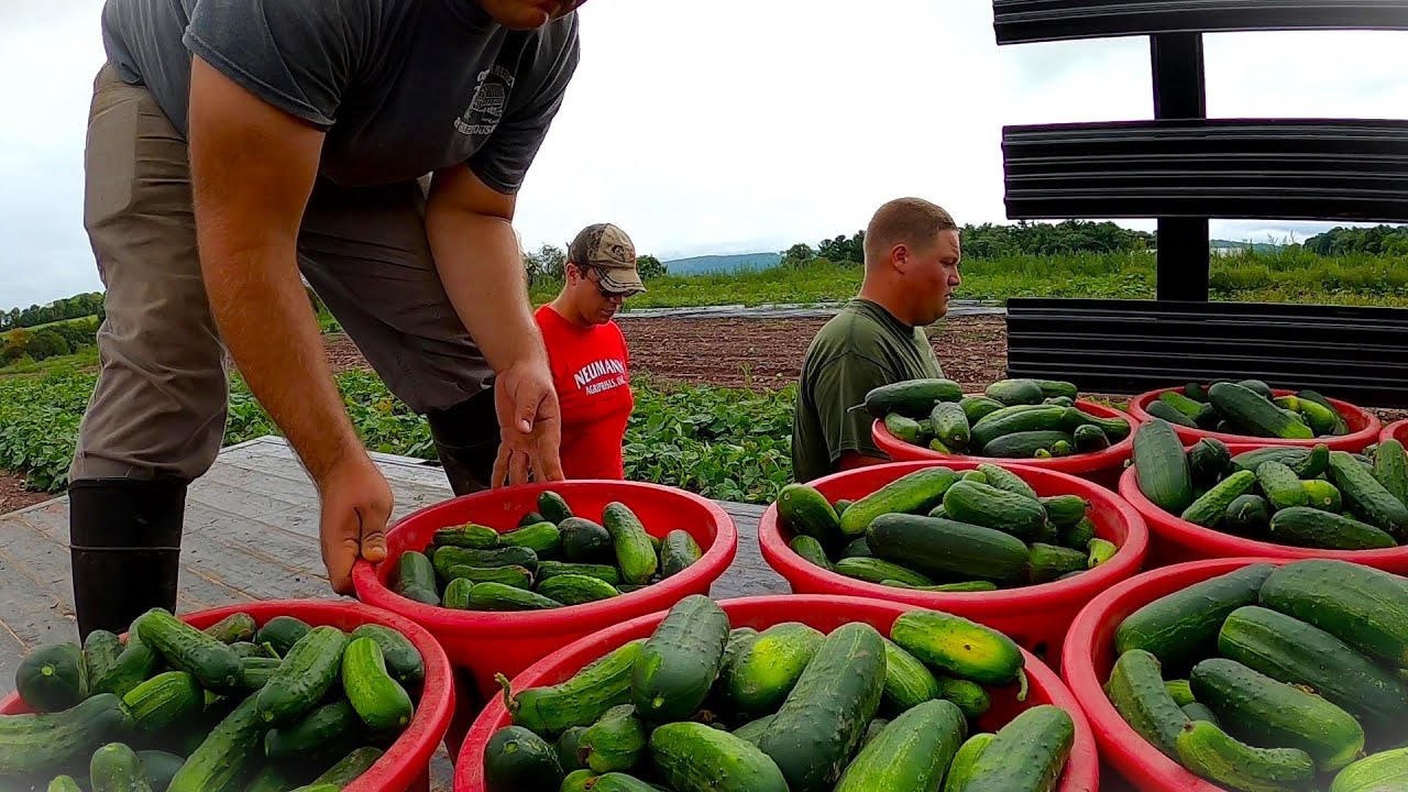 WORKING ON A VEGETABLE FARM AFTER 3 INCHES OF RAIN - YouTube